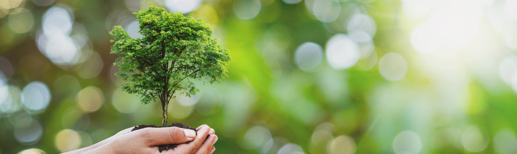 5 Ways Your Company Can Improve Its Carbon Footprint | NRL Recruitment