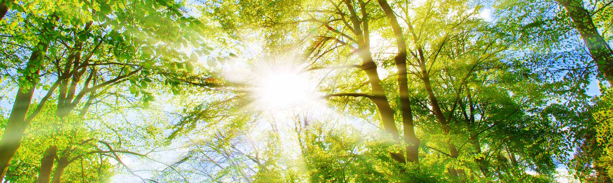 NRL Group celebrate further carbon emission | NRL Recruitment